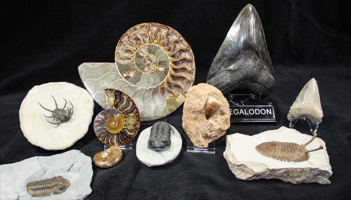 Modocia Trilobites For Sale - FossilEra.com