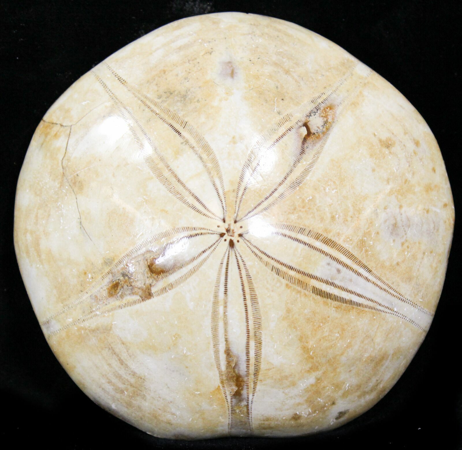 Large Polished Fossil Sand Dollar - Jurassic For Sale (#22742 ...