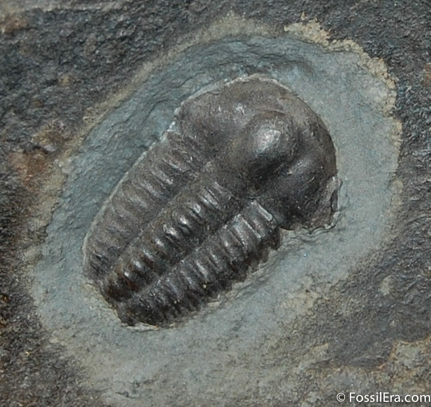 Classic Bohemian Trilobite Ellipsocephalus Hoffi For Sale (#435 ...