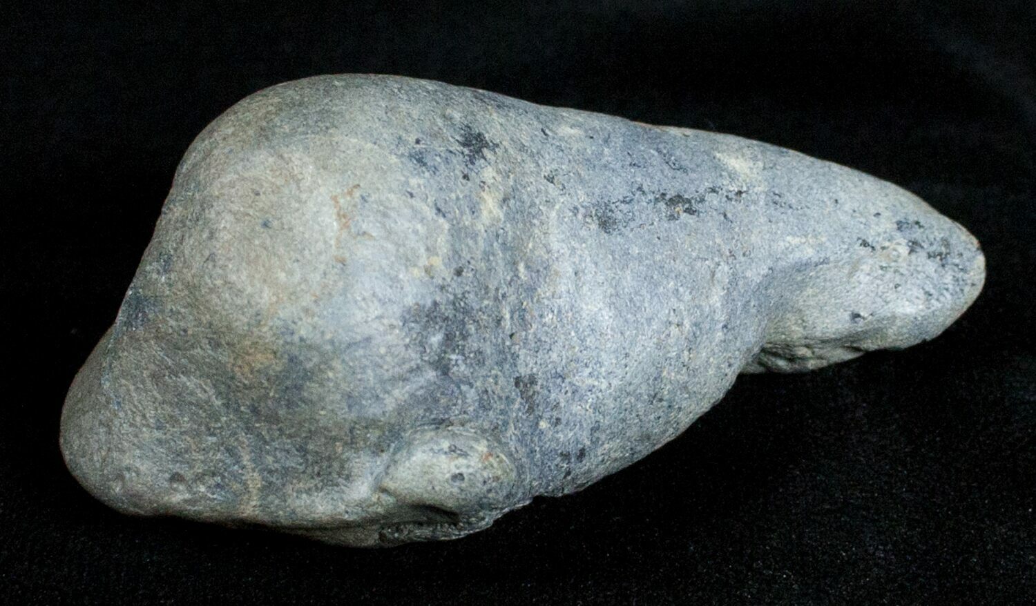 Fossil Cetacean (Whale) Ear Bone - Miocene For Sale (#3501) - FossilEra.com