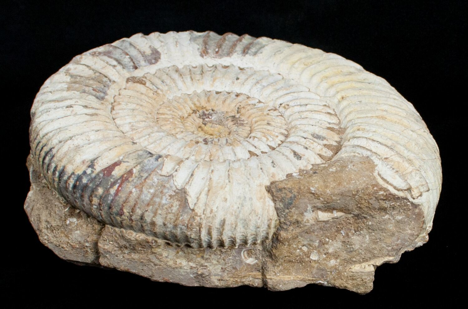 4.6 Inch Perisphinctes Ammonite - Jurassic For Sale (#3753) - FossilEra.com