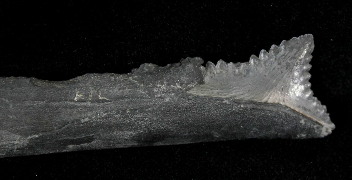 Bizarre Edestus Shark Tooth In Jaw Section - Carboniferous For Sale ...