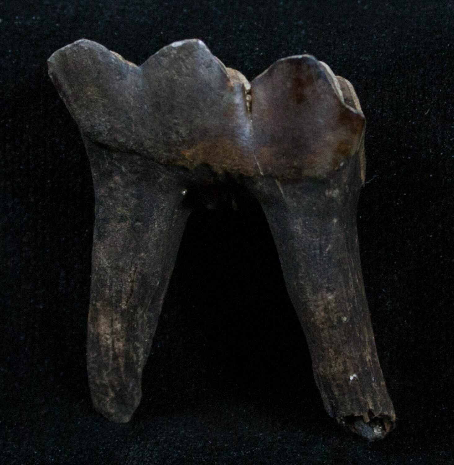 Pleistocene Camel Tooth - Florida For Sale (#3764) - FossilEra.com