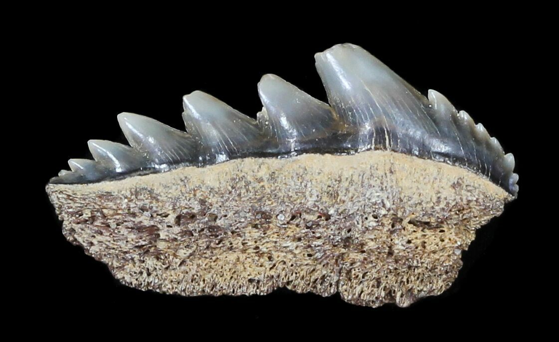 Fossil Notorynchus (Cow Shark) Teeth For Sale - FossilEra.com