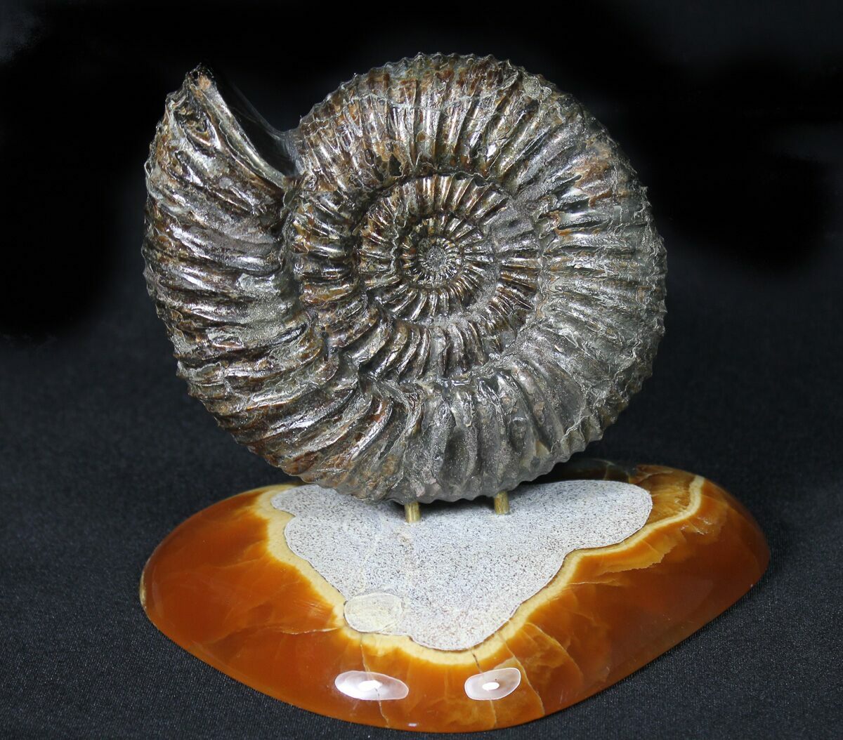 Russian Ammonites For Sale - FossilEra.com