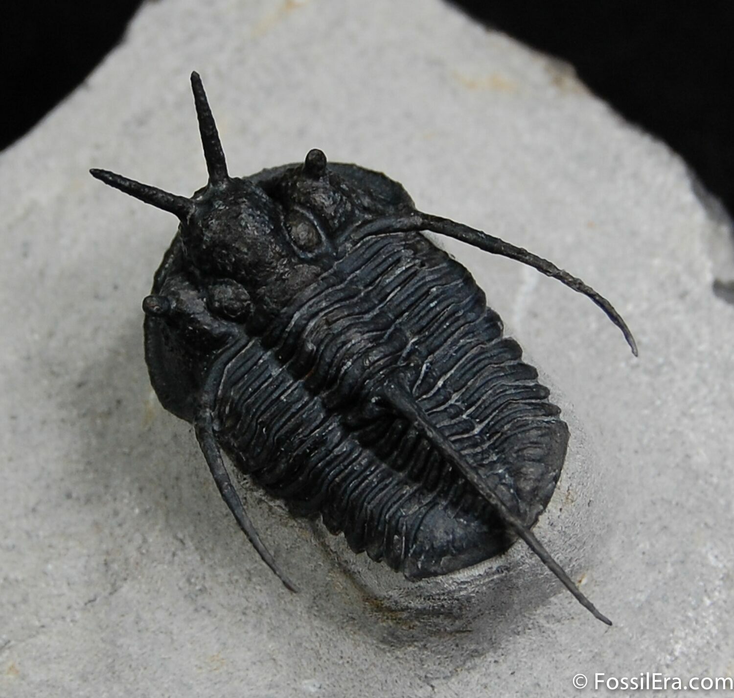 Devil Horned Cyphaspis Trilobite - Great Spines For Sale (#475 ...
