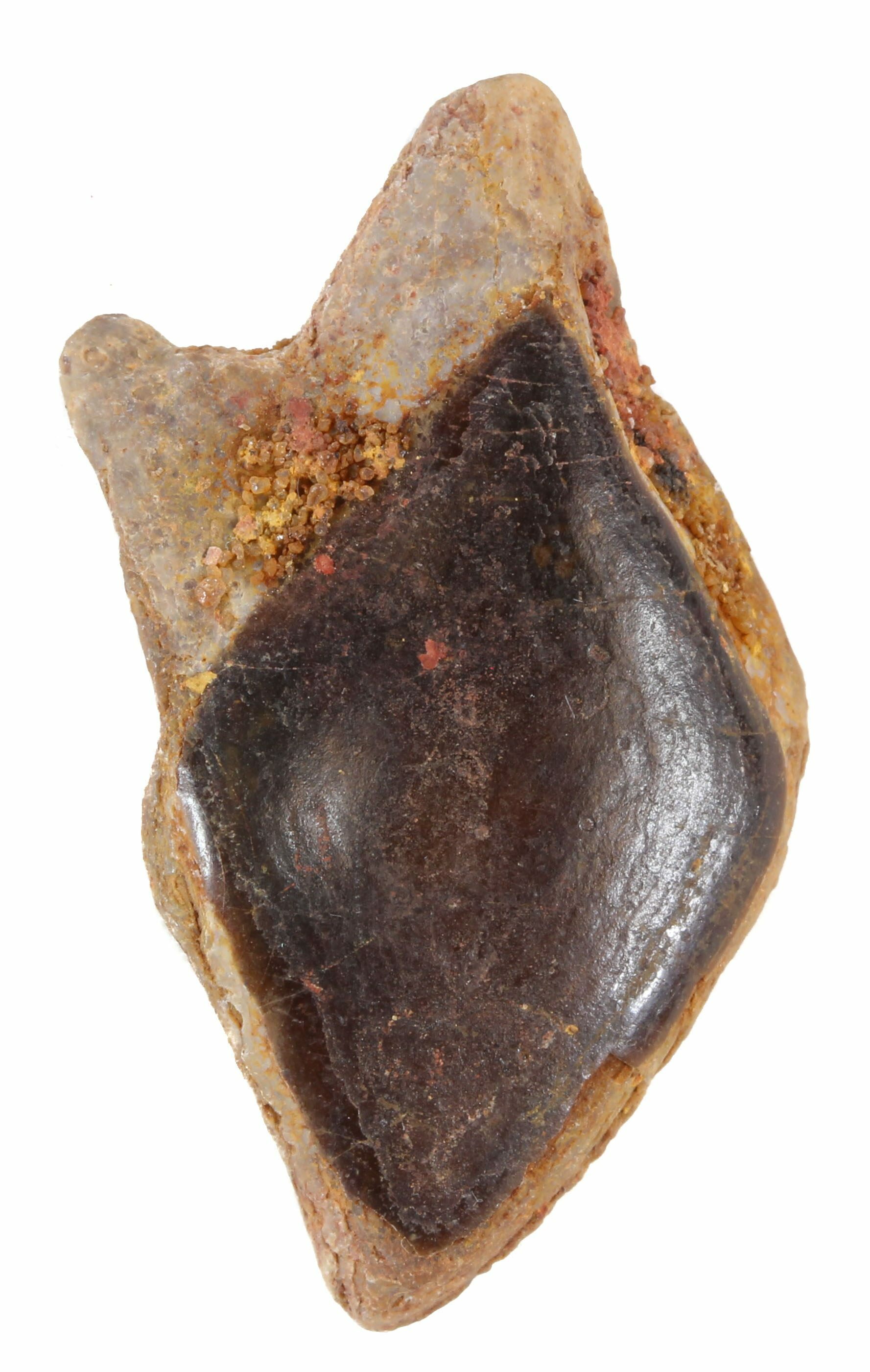 1.2" Fossil Gar Fish Scale - Cretaceous For Sale (#38841) - FossilEra.com