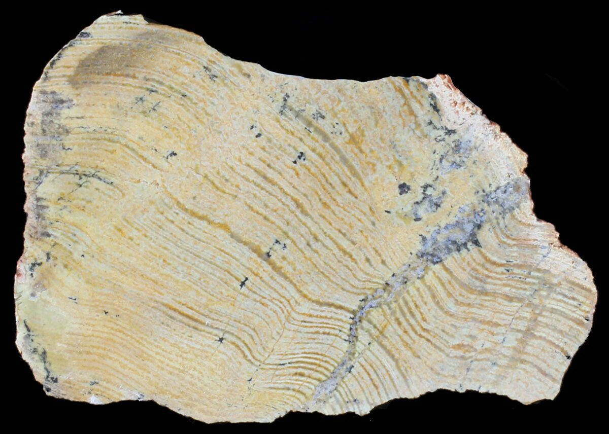 Stromatolite Fossils For Sale - FossilEra.com