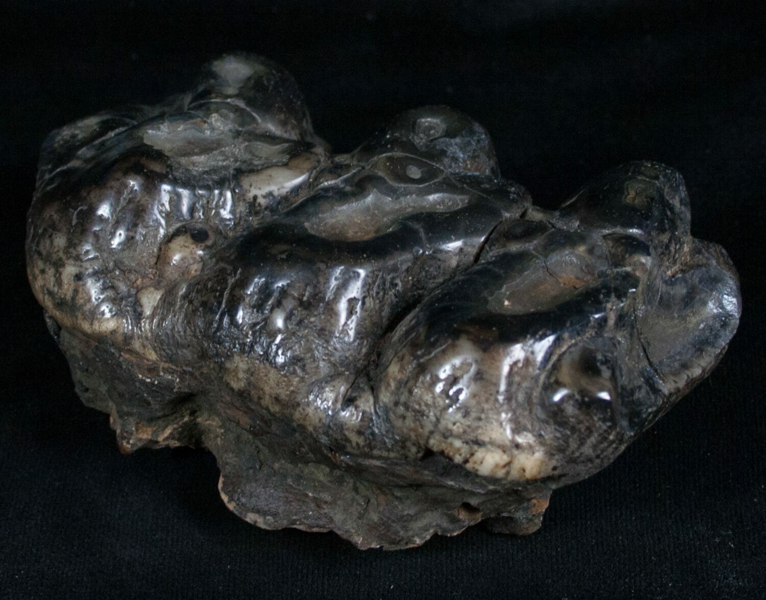 Rare Trilophodon (4 Tusked Mastodon) Molar For Sale (#4247) - FossilEra.com