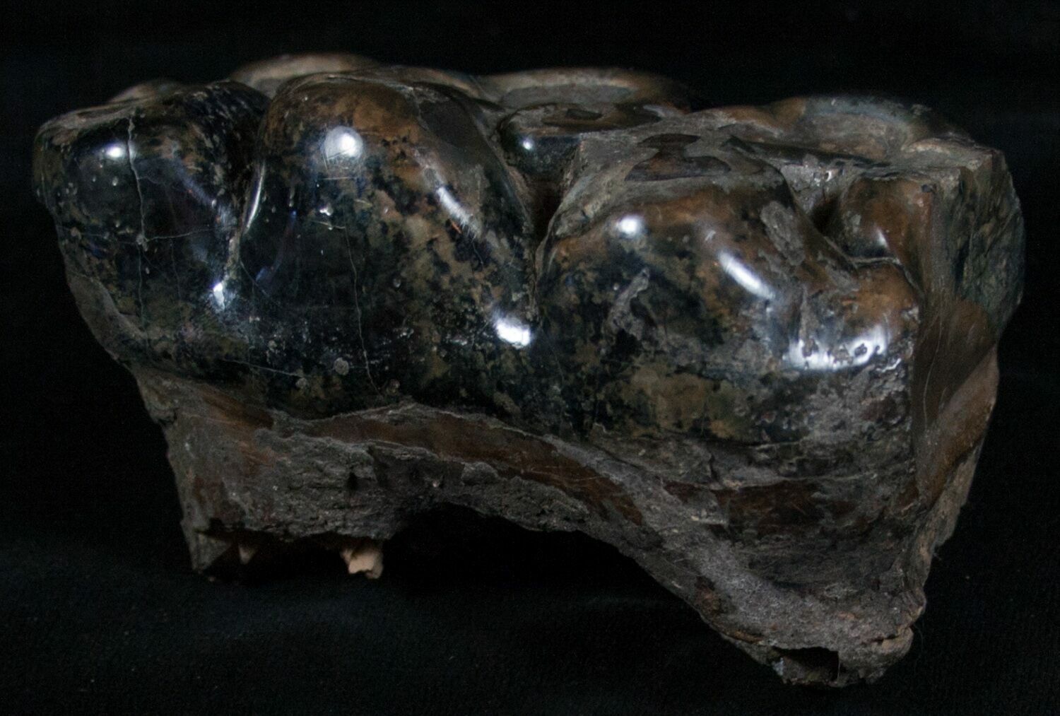 Rare Trilophodon (4 Tusked Mastodon) Molar For Sale (#4247) - FossilEra.com