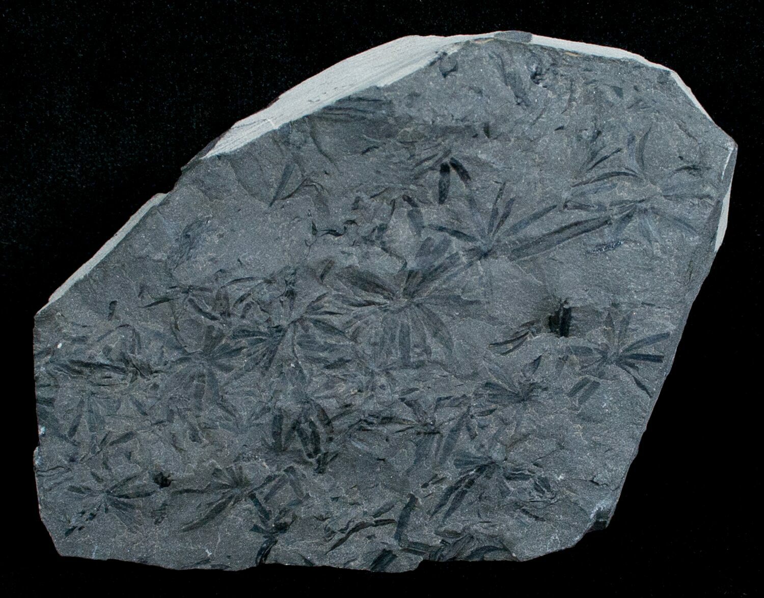 Annularia Plant Fossil (Extinct Horsetail) - Poland For Sale (#4255 ...