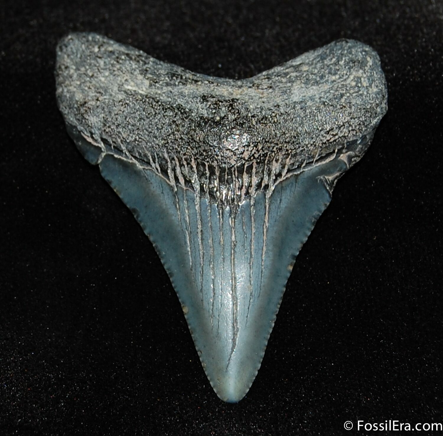 Fine and Affordable 2 Inch Megalodon Tooth For Sale (#119) - FossilEra.com