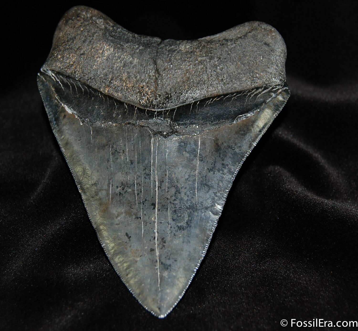Nice 3 Inch Meg Tooth With Sharp Tip For Sale (#70) - FossilEra.com