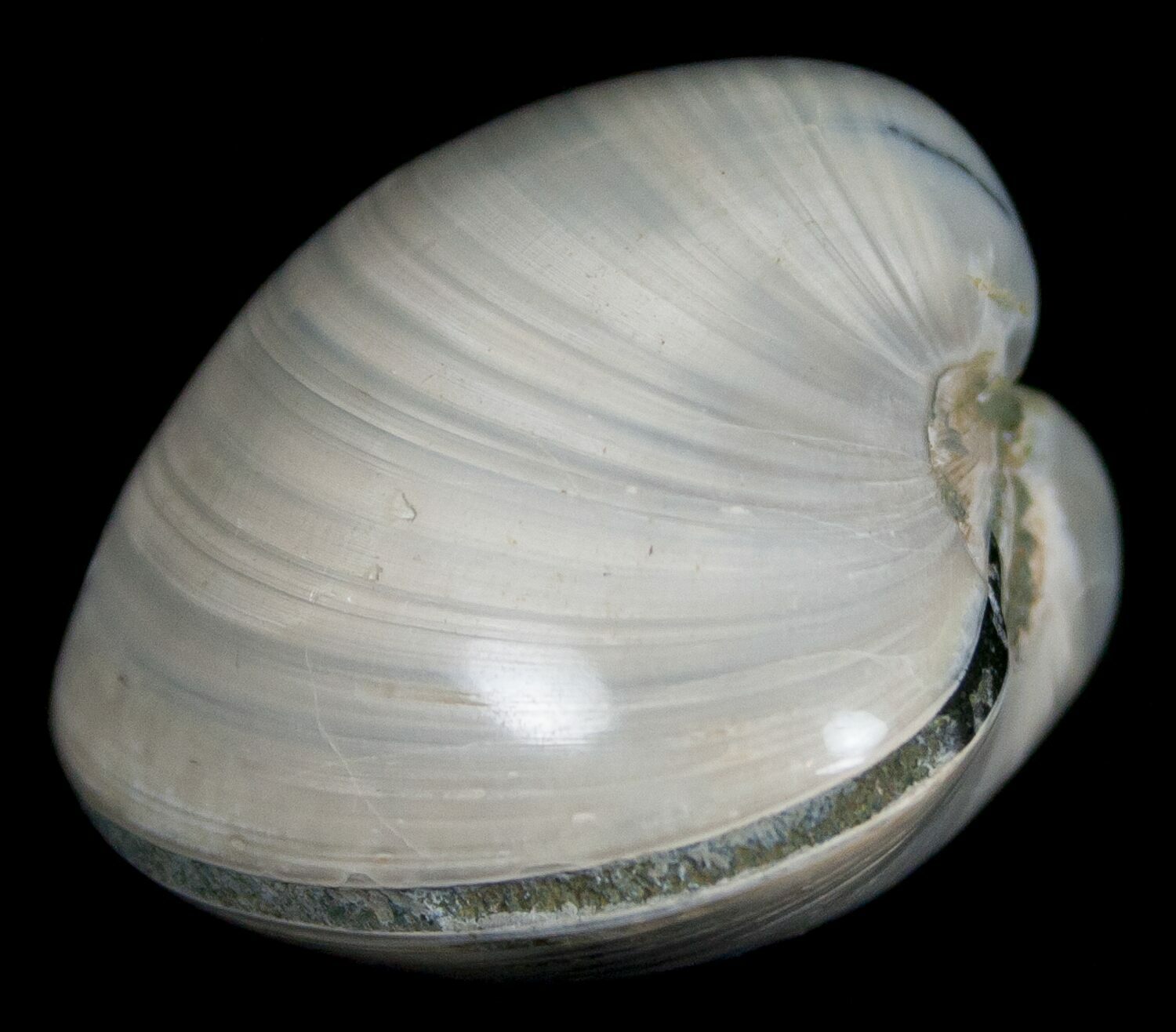 Polished Fossil Clam - Medium Size For Sale (#5274) - FossilEra.com
