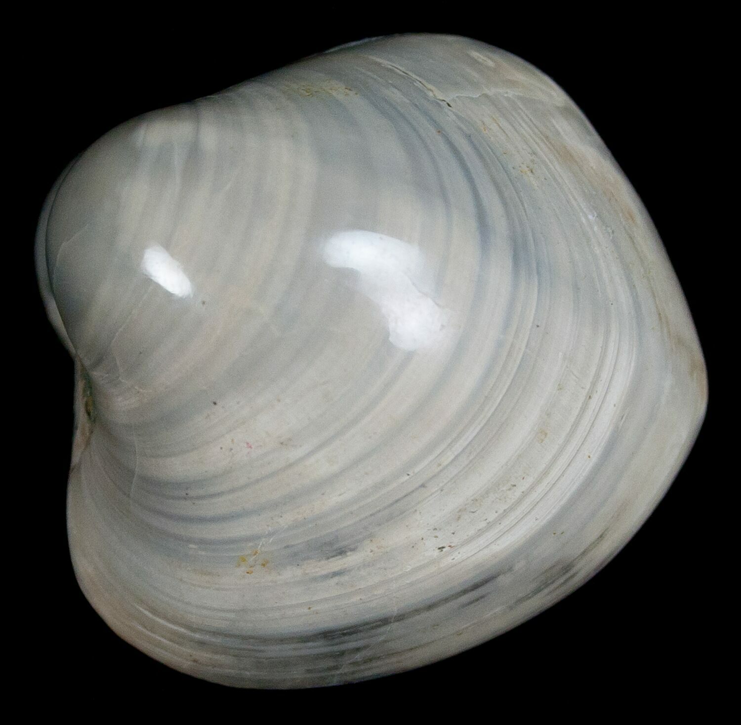 Polished Fossil Clam - Medium Size For Sale (#5274) - FossilEra.com