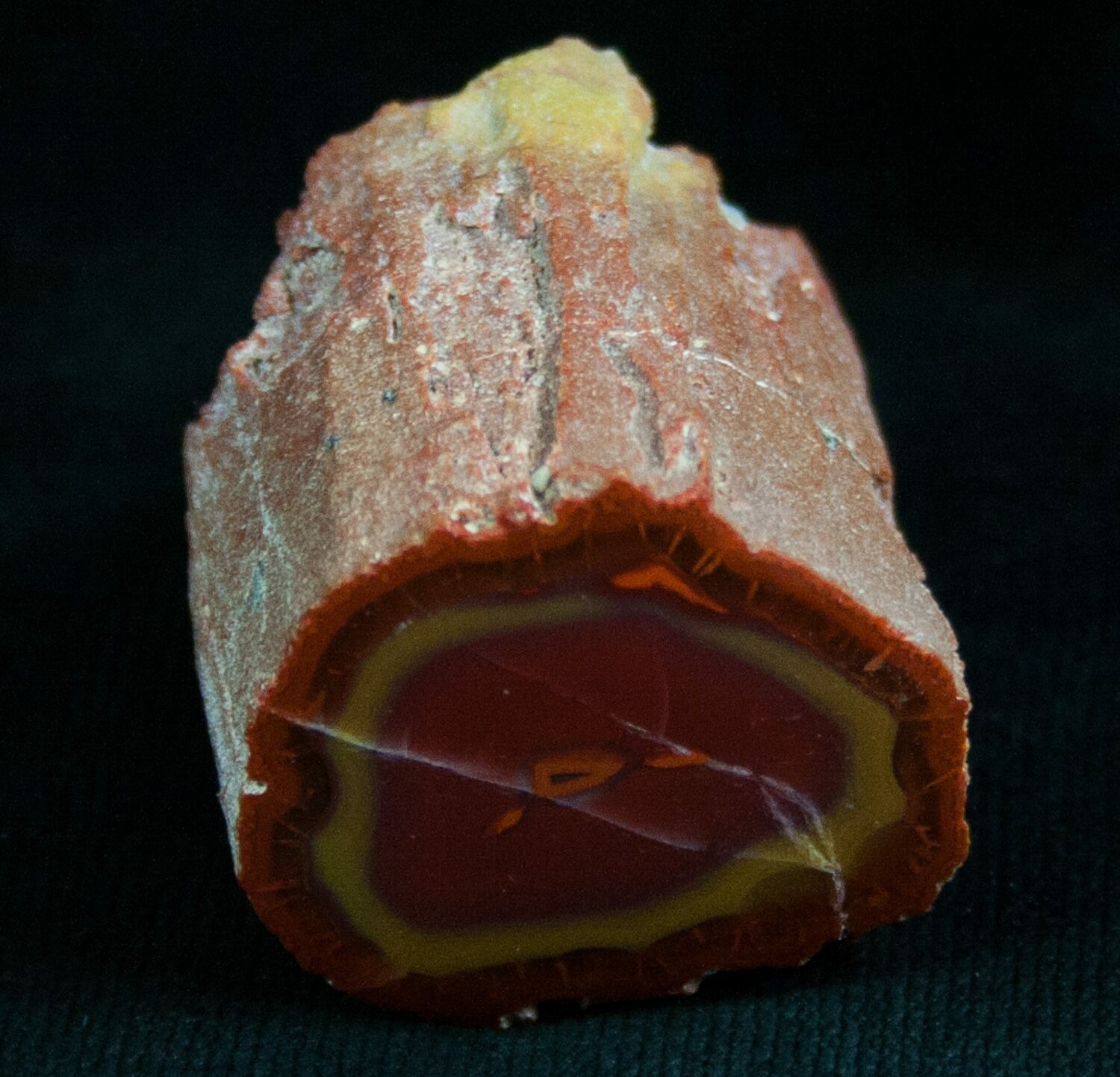Rare Yellow Cat Petrified Wood Limb Section For Sale (#5773 ...