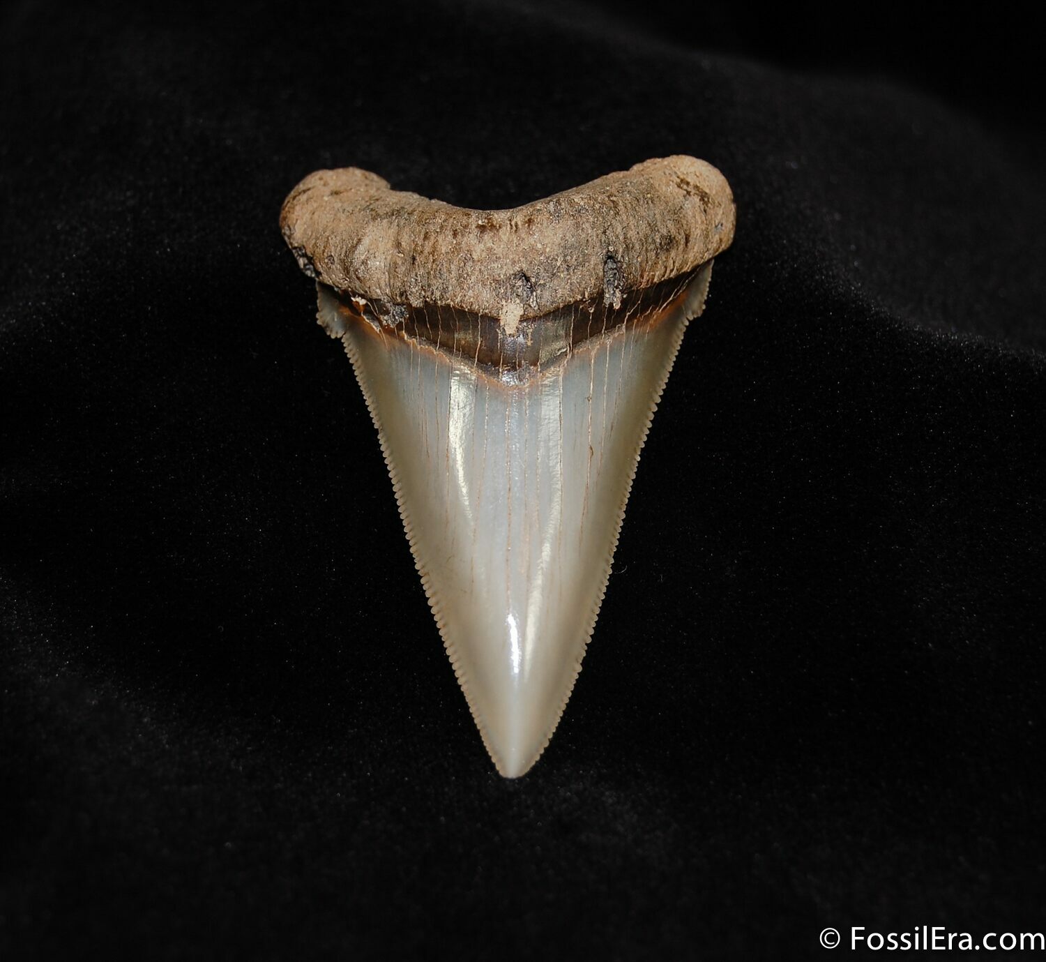 DAGGER! ANGUSTIDEN TOOTH For Sale (#132) - FossilEra.com