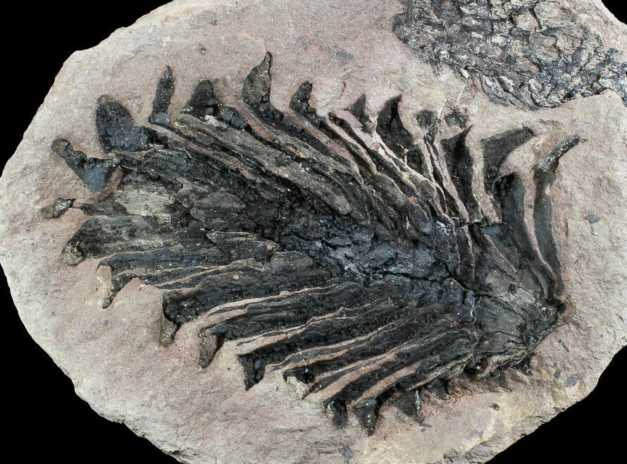 Fossil Seed (Pine) Cones For Sale - FossilEra.com