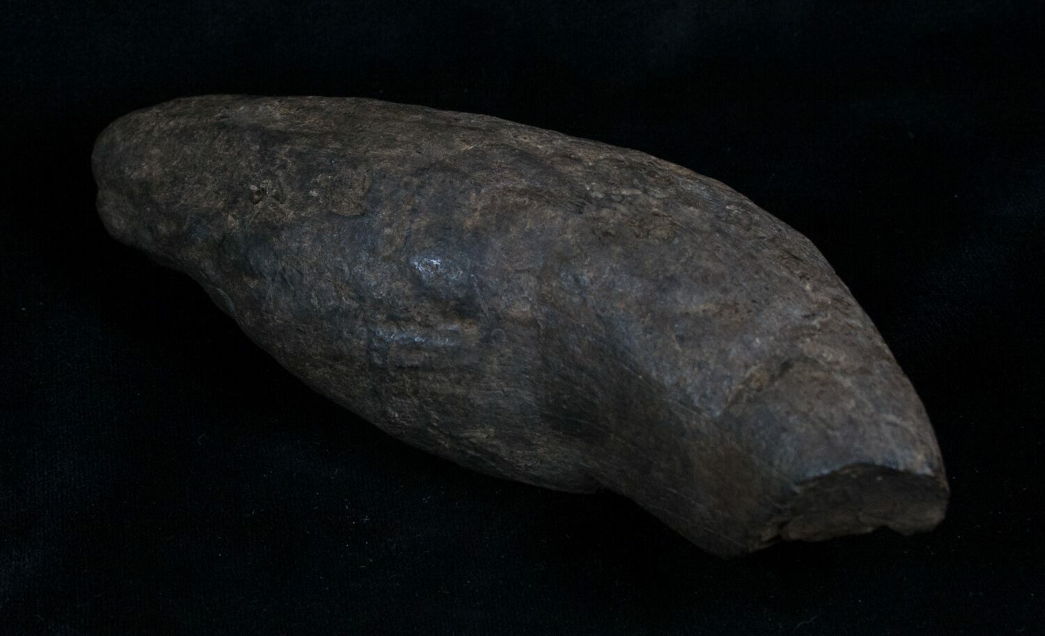 Large 5" Fossil Sperm Whale Tooth - Georgia For Sale (#6087 ...