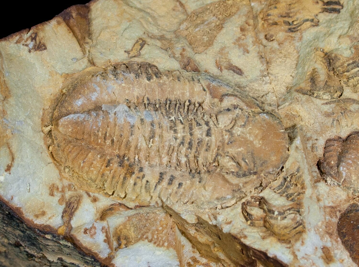 Carboniferous trilobites from Kazahstan, Griffithides For Sale (#6035 ...