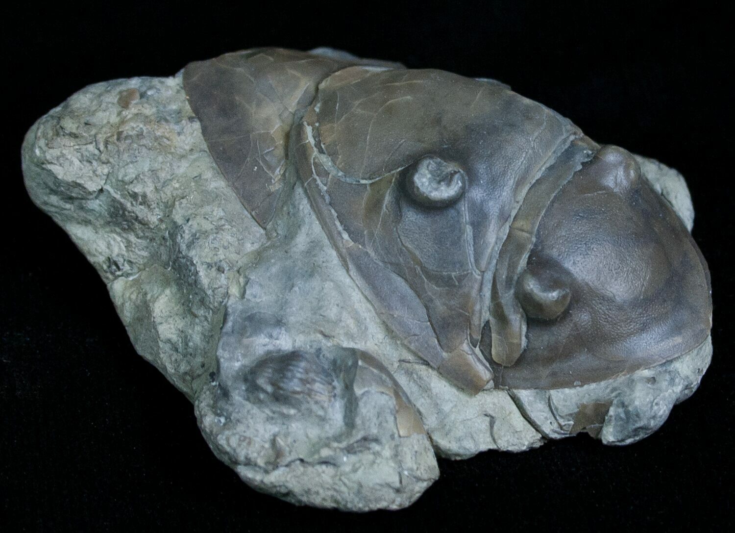 Bargain Isotelus Trilobite Specimen - Ontario For Sale (#6039 ...