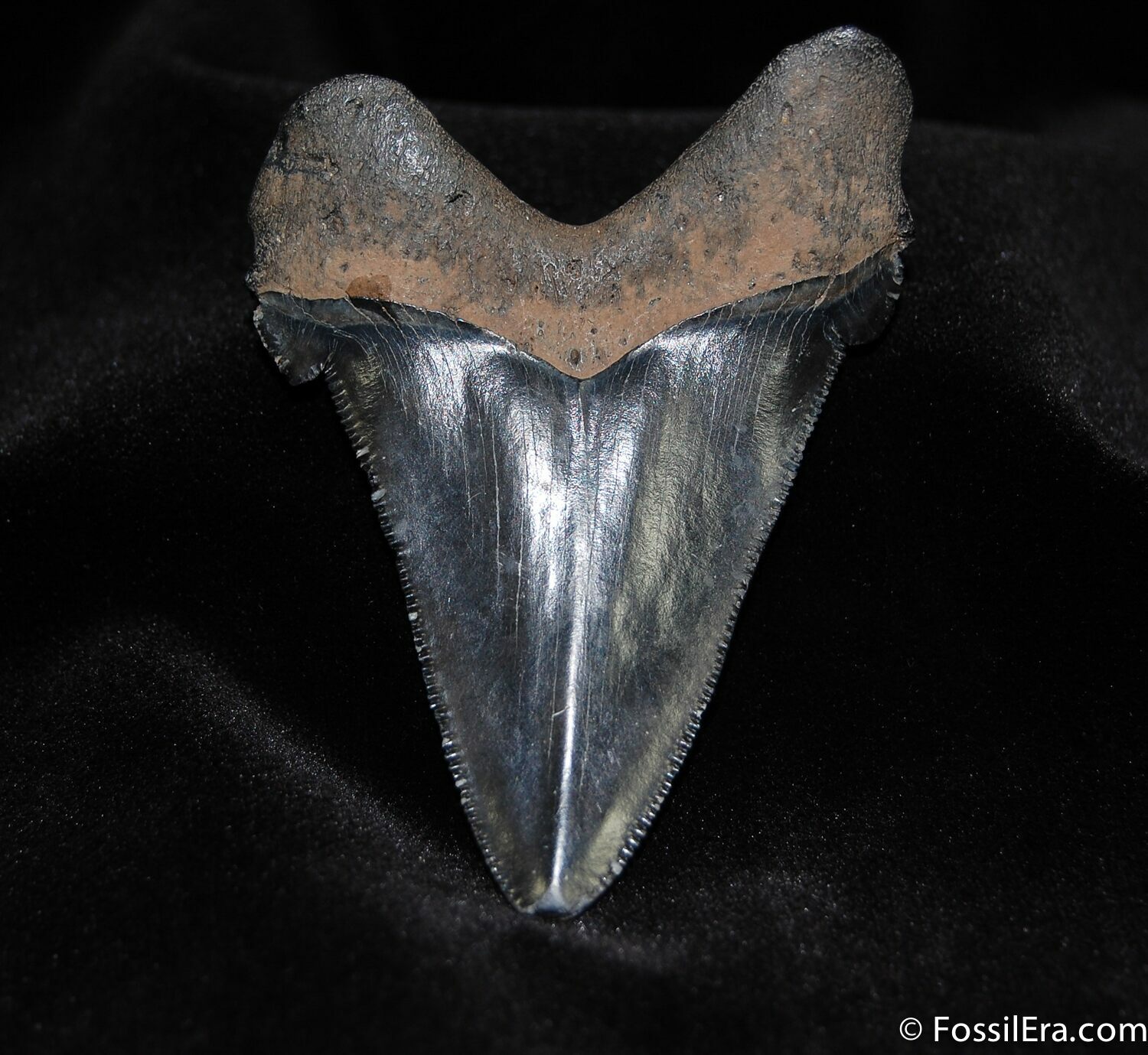 Very Large 3 inch Carcharocles Angustidens Tooth For Sale (#152 ...