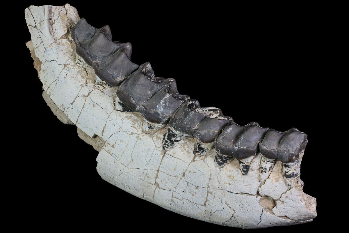 Titanothere Fossils For Sale - FossilEra.com