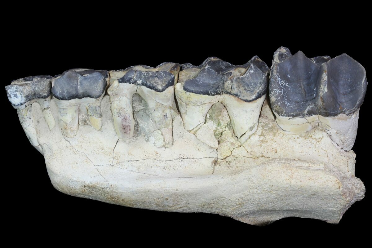 Titanothere Fossils For Sale - FossilEra.com