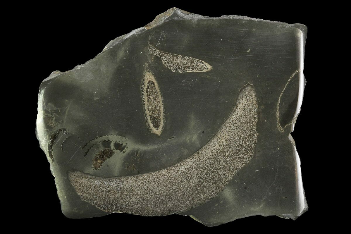 Reptile, Amphibians & Synapsids Fossils For Sale - FossilEra.com