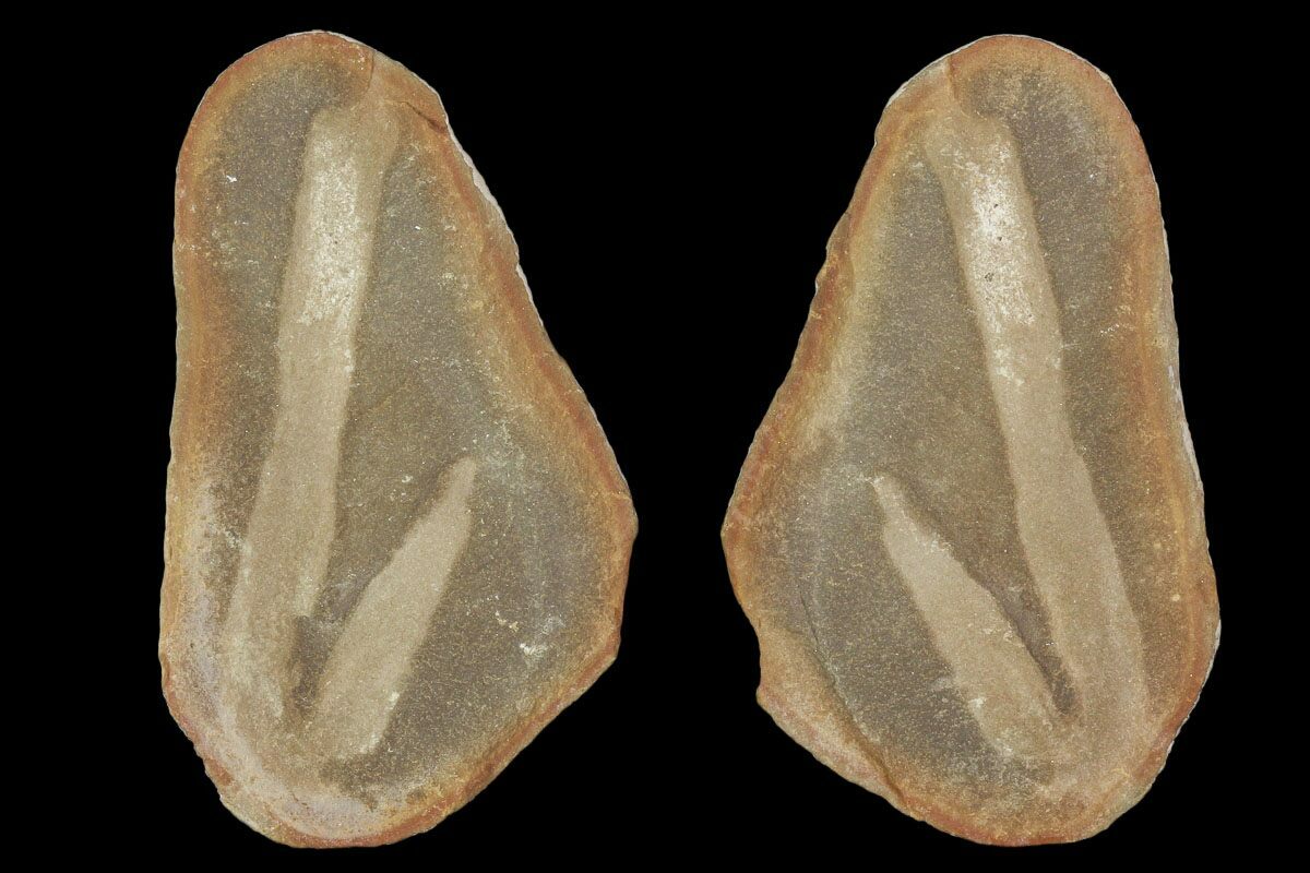 Worm Fossils For Sale - FossilEra.com