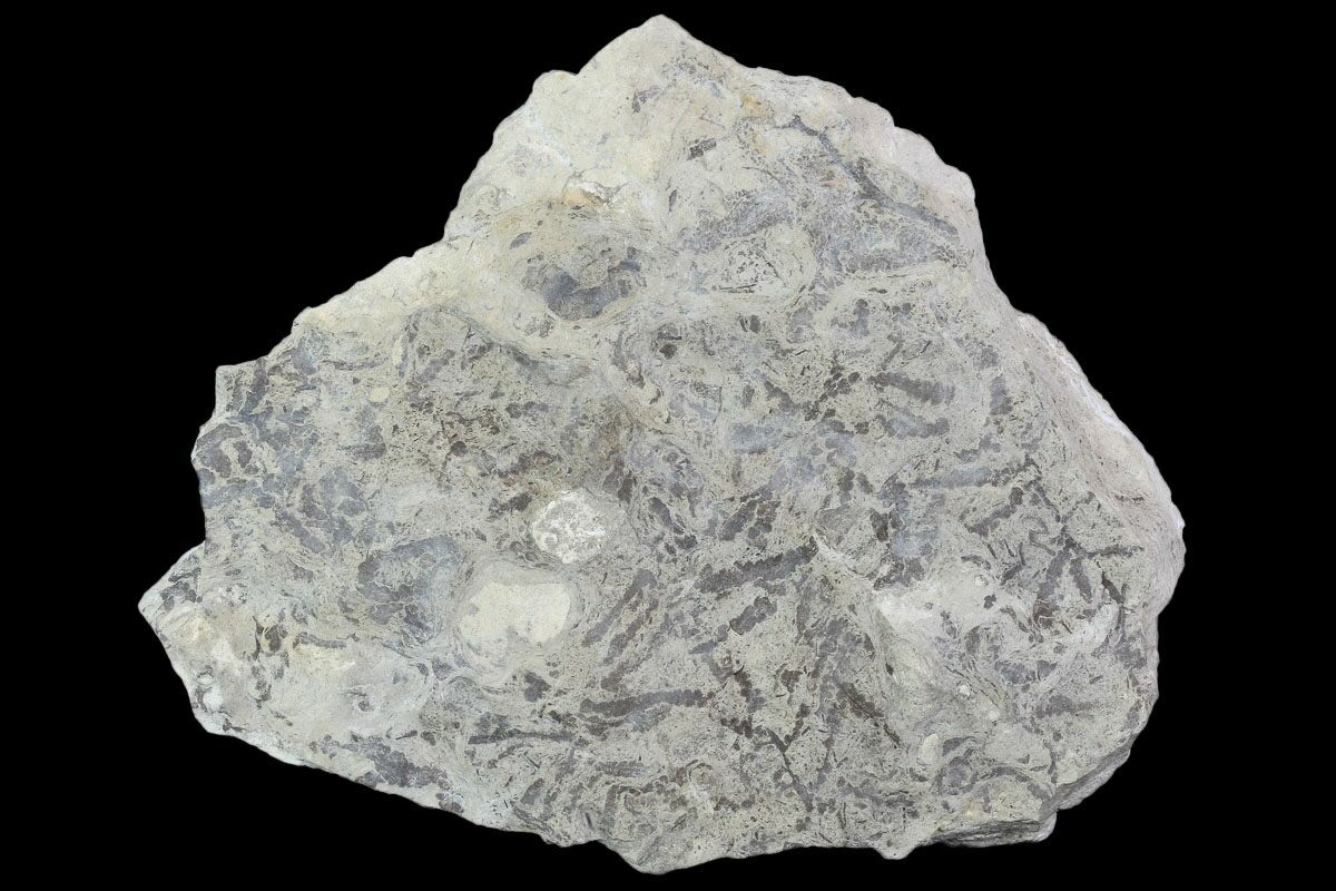 Algae Fossils For Sale - FossilEra.com