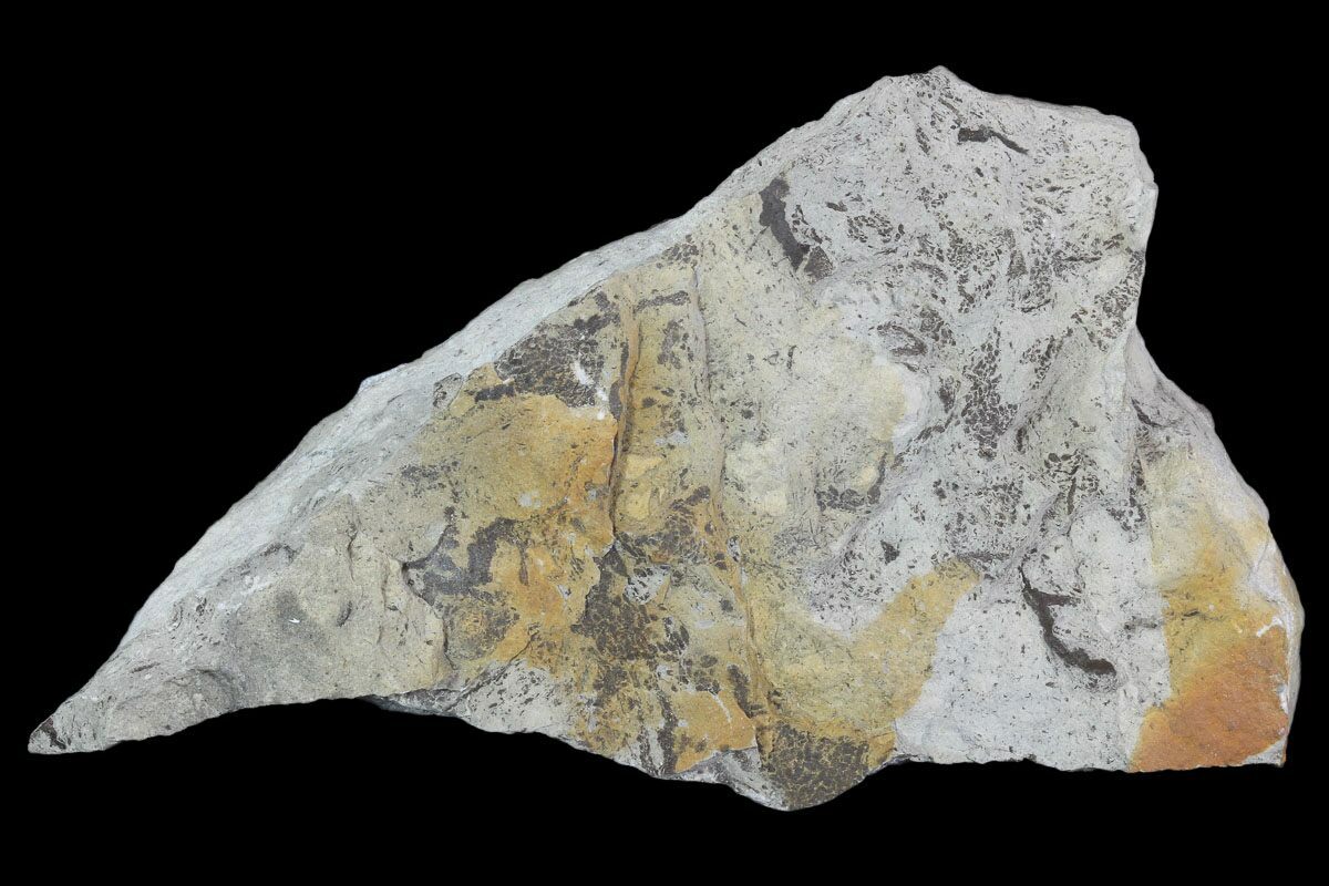 Algae Fossils For Sale - FossilEra.com