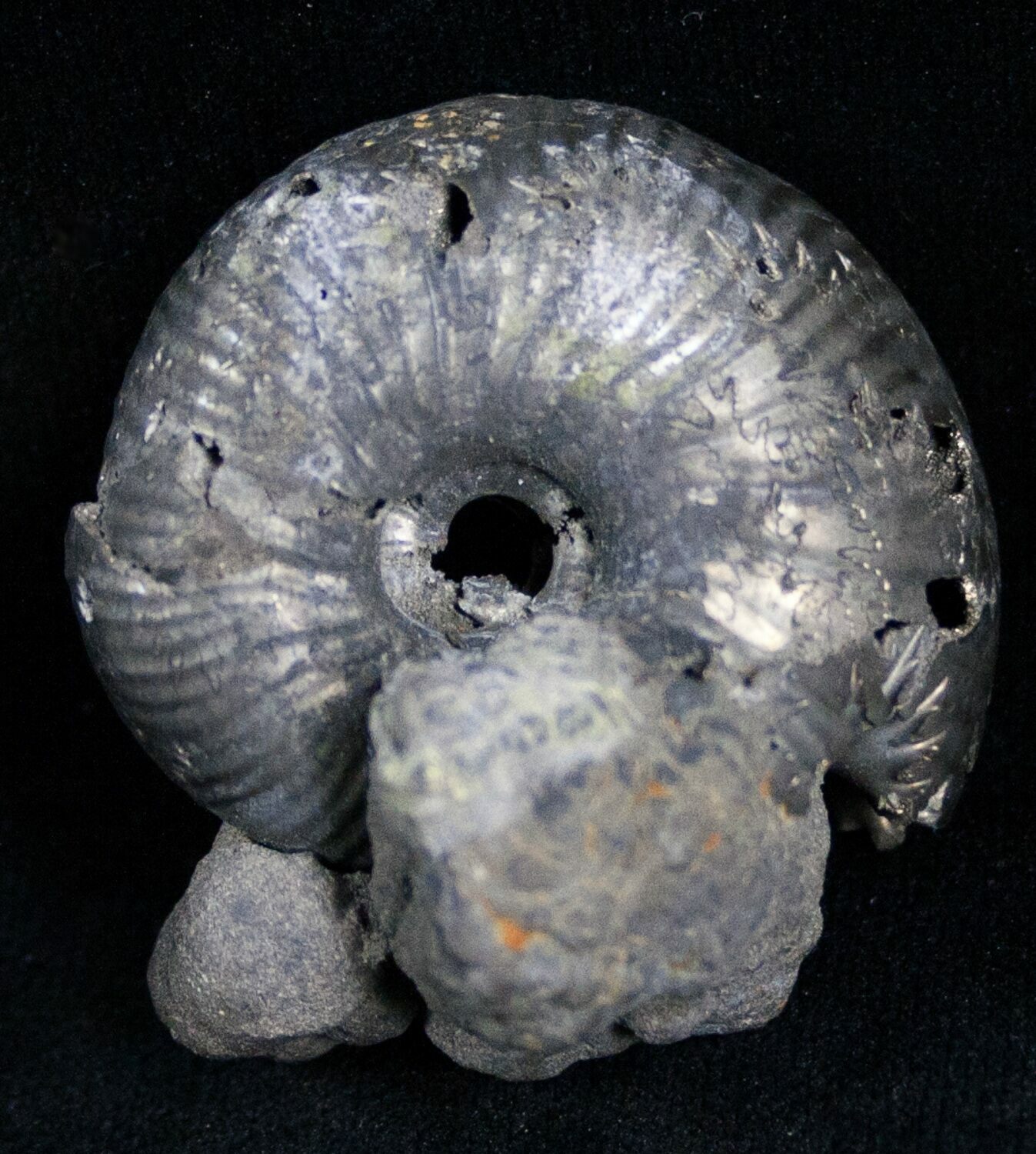 Pyritized Ammonite From Russia - 1.4" For Sale (#7283) - FossilEra.com