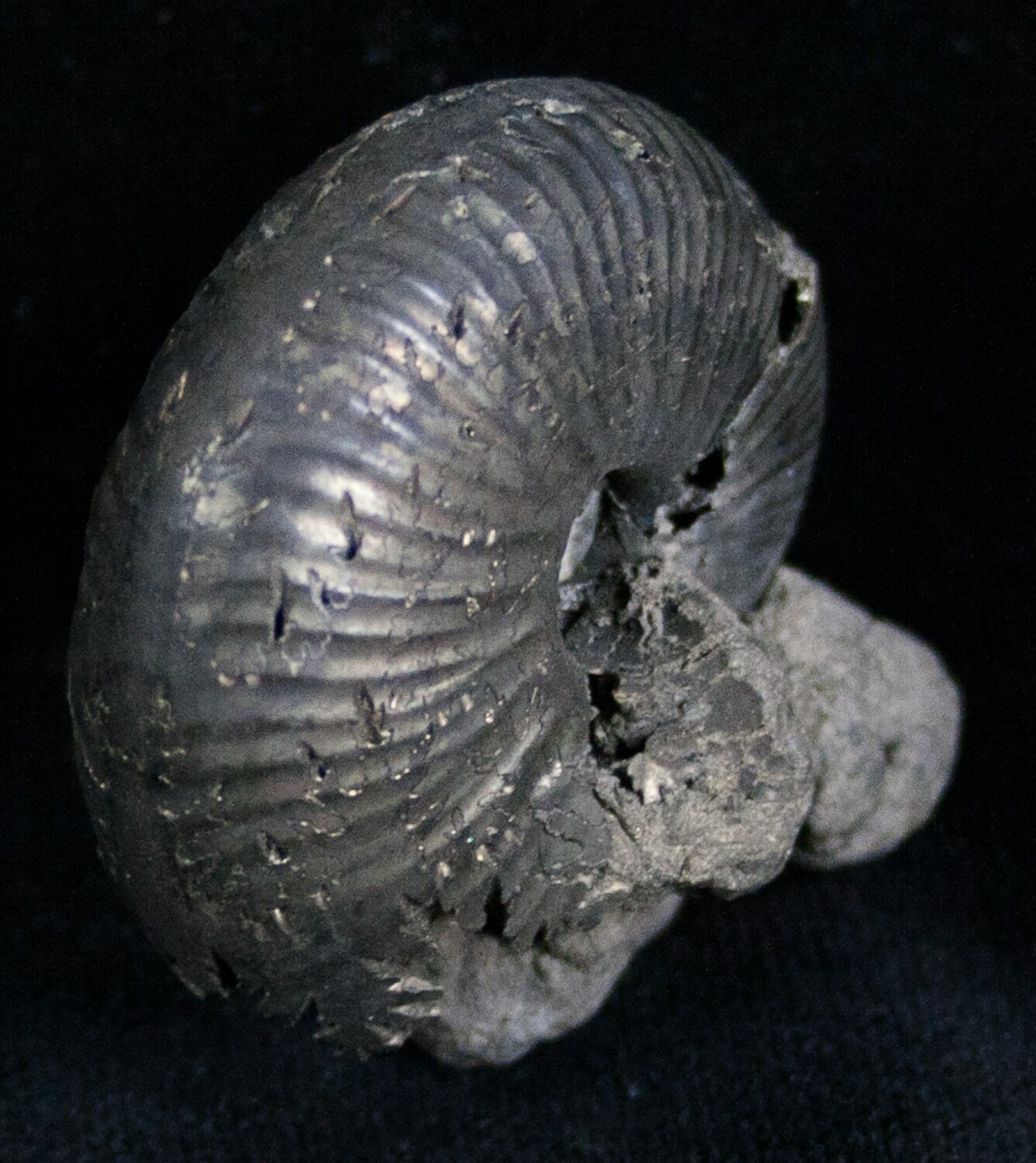 Pyritized Ammonite From Russia - 1.4" For Sale (#7283) - FossilEra.com