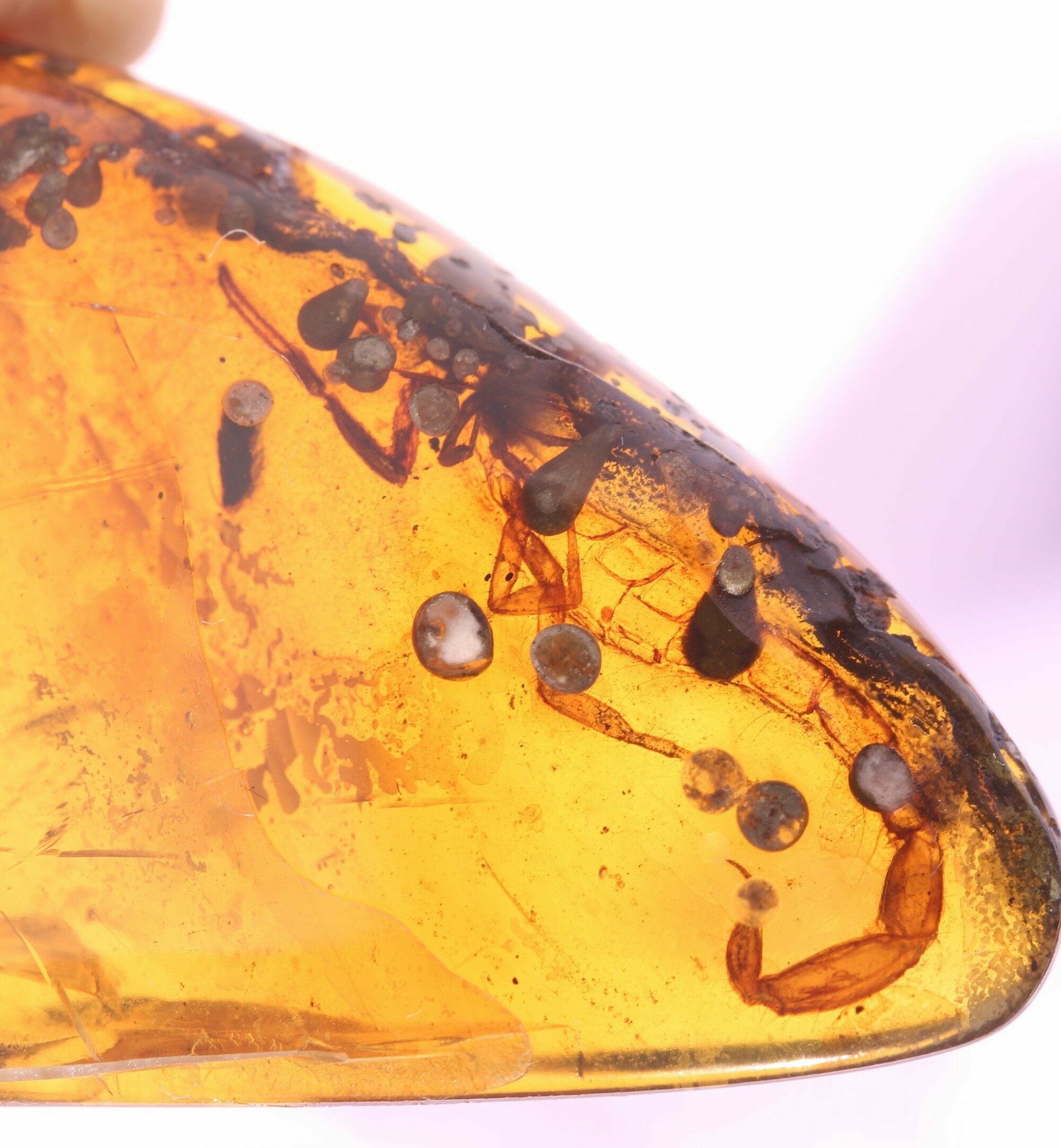 Burmese Amber With Insects For Sale - FossilEra.com