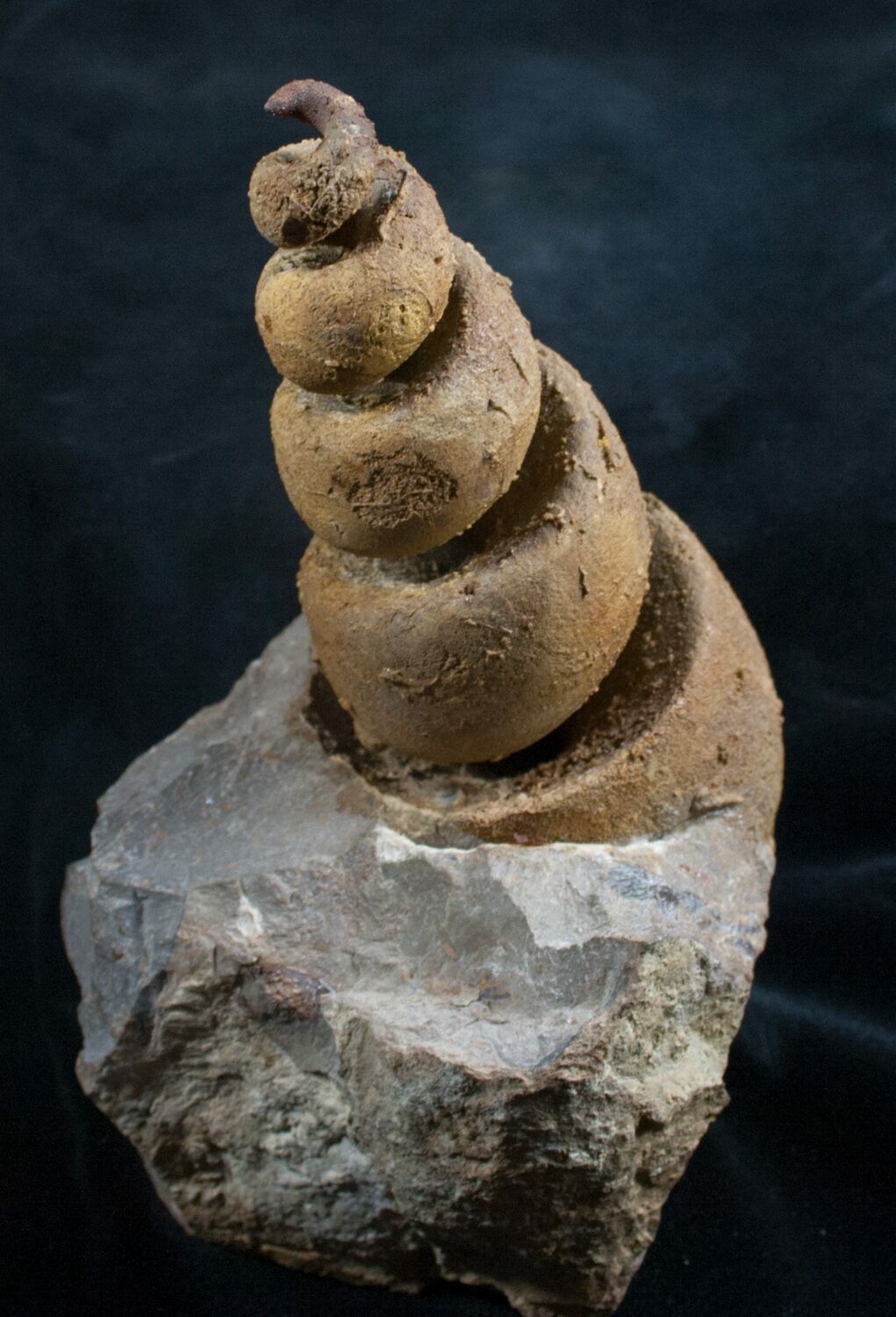 Huge 5 1/2" Gastropod Fossil - Devonian For Sale (#7812) - FossilEra.com