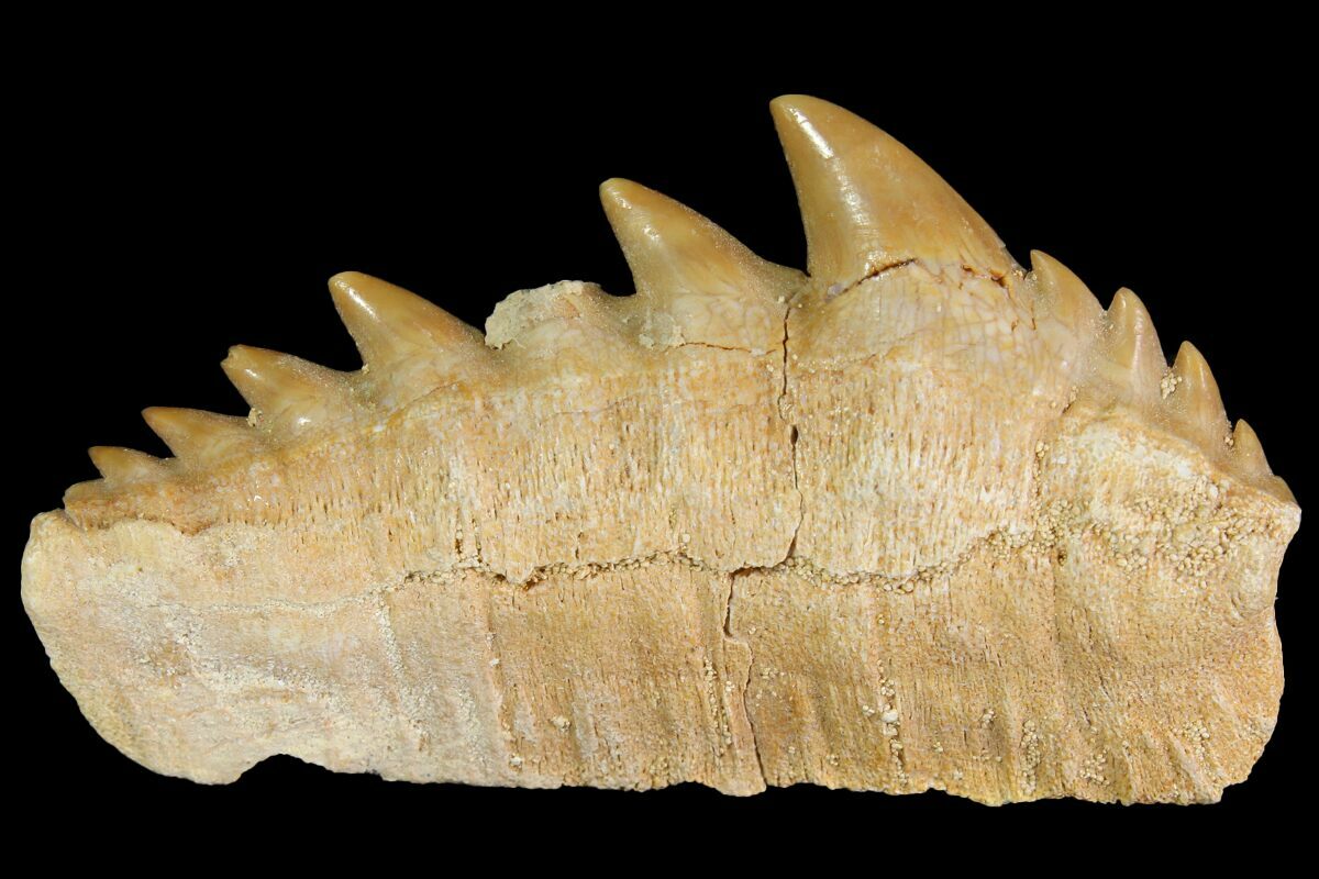 Fossil Cow Shark Teeth For Sale - FossilEra.com