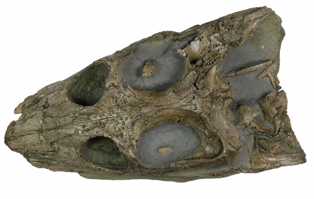 Reptile, Amphibians & Synapsid Fossils For Sale - FossilEra.com