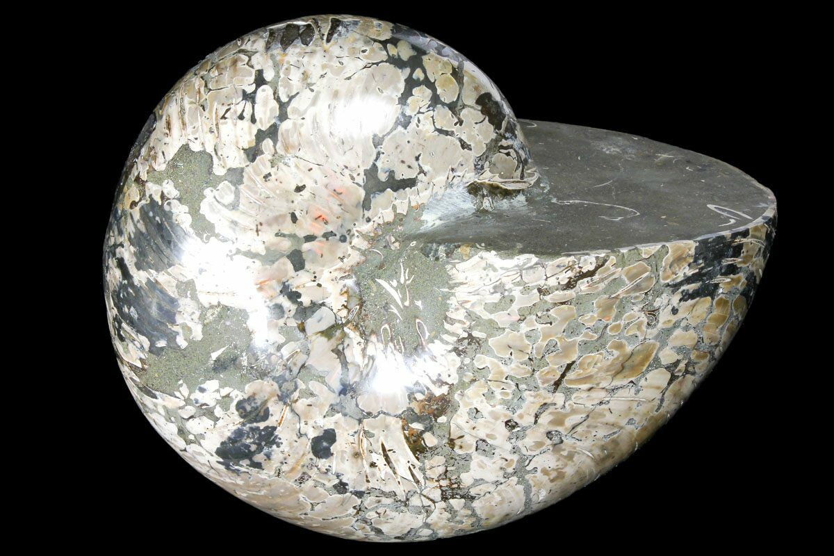 Nautilus & Nautiloid Fossils For Sale - FossilEra.com