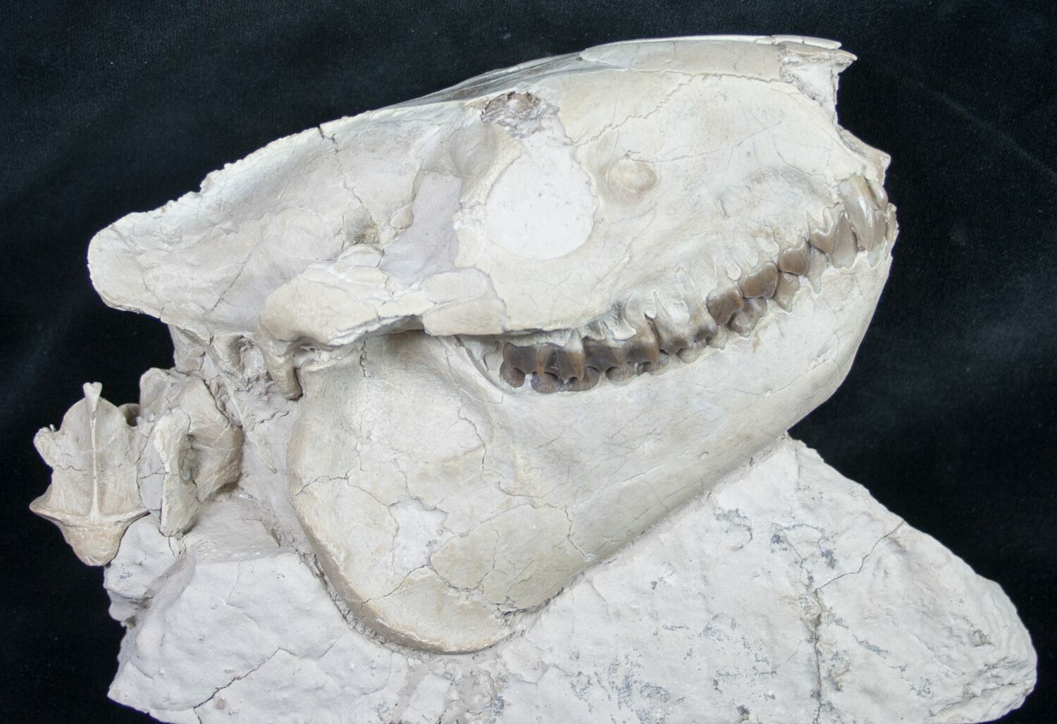 Superb Fossil Oreodont Skull With Vertebrae For Sale (#8853 ...