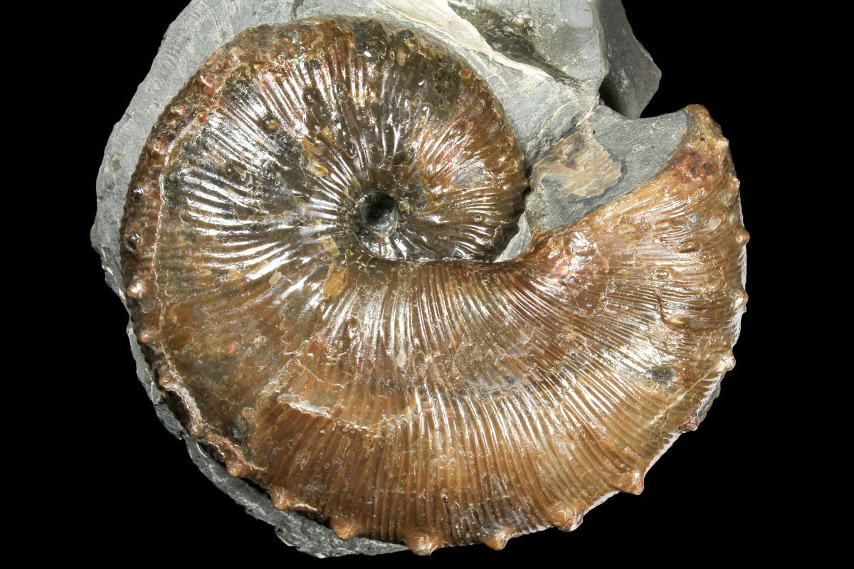 South Dakota Ammonites For Sale - FossilEra.com