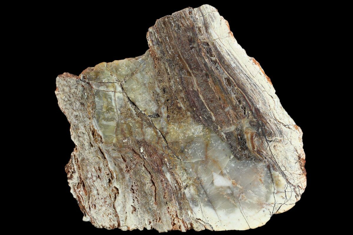 Stromatolite Fossils For Sale - FossilEra.com