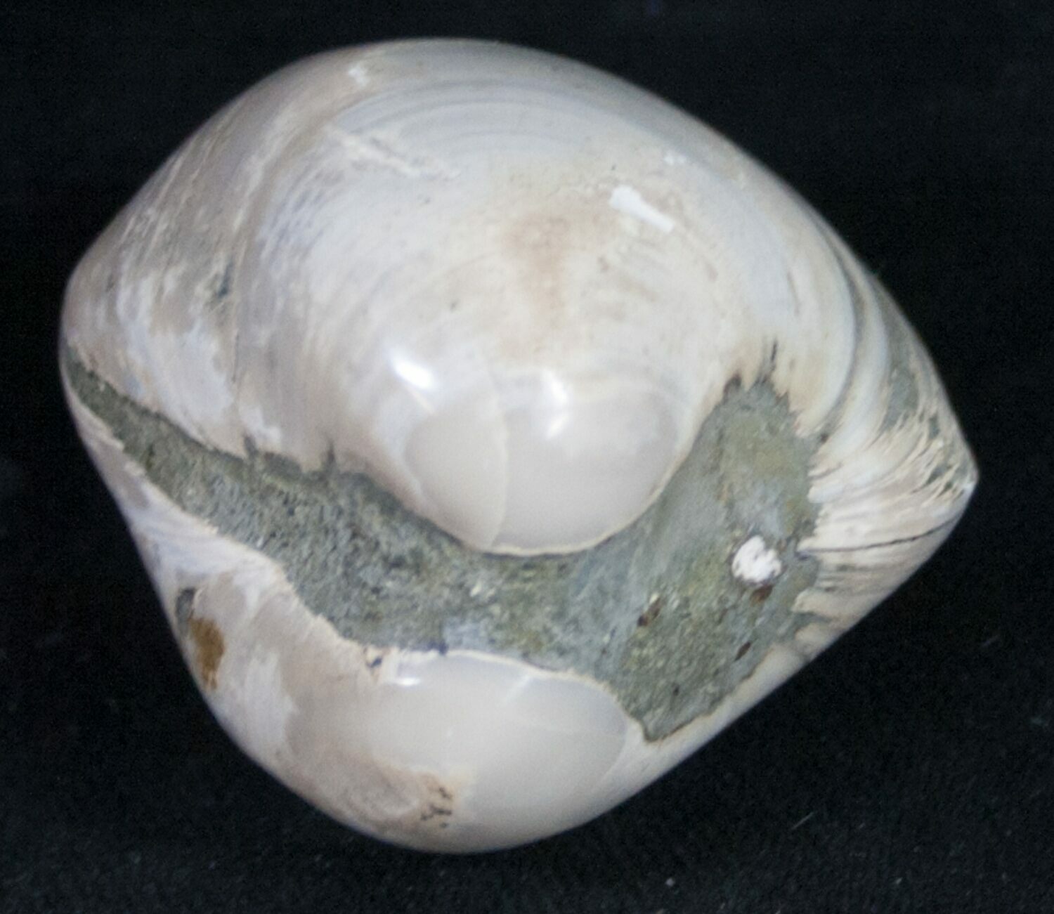 Polished Fossil Clam - Large Size For Sale (#9537) - FossilEra.com