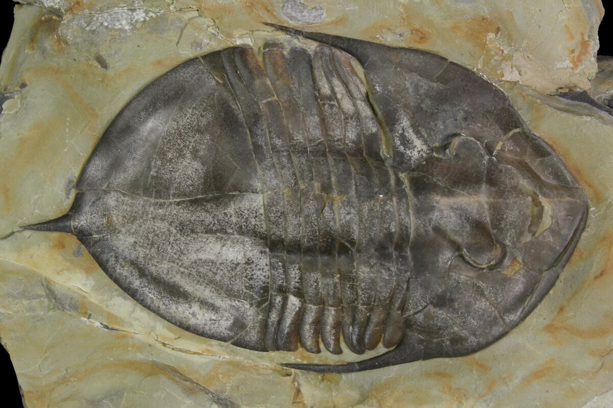 Utah Trilobites For Sale - FossilEra.com