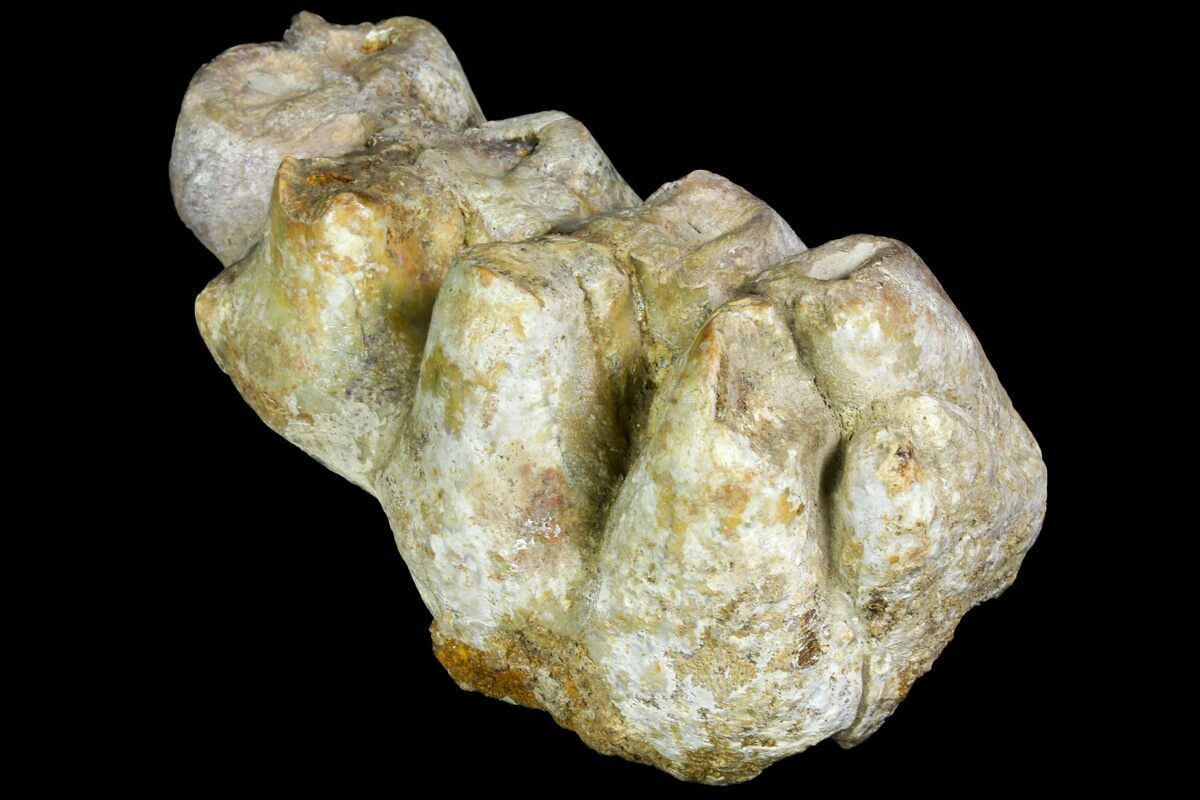 Mastodon Fossils For Sale - FossilEra.com