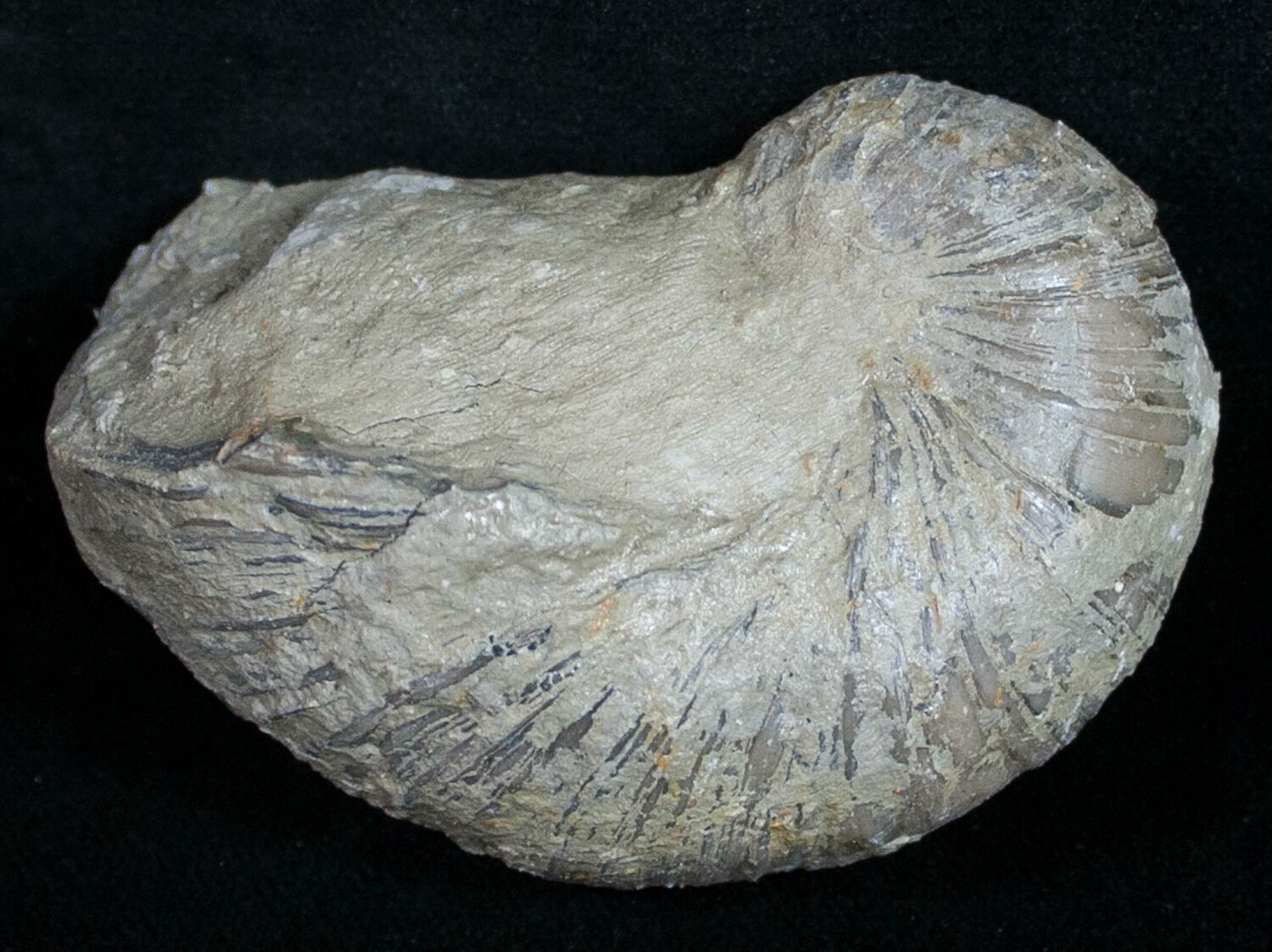 Gryphaea (Devil's Toenail) Fossil Oyster - Jurassic For Sale (#9910 ...