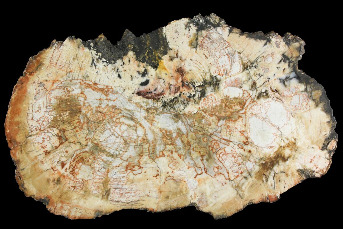 Oregon Petrified Wood For Sale - FossilEra.com