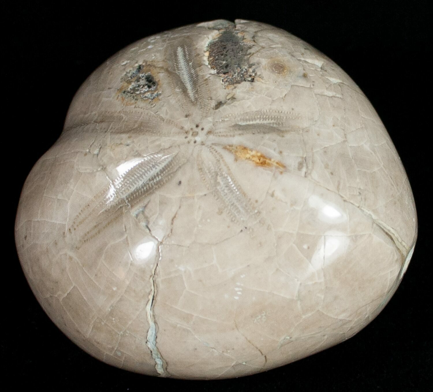 Polished Fossil Sea Urchin (Micraster) For Sale (#10271) - FossilEra.com