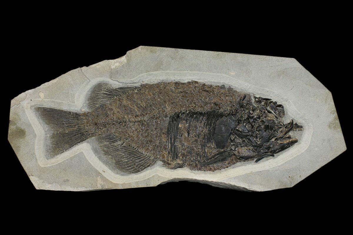 Phareodus Fossil Fish For Sale - FossilEra.com