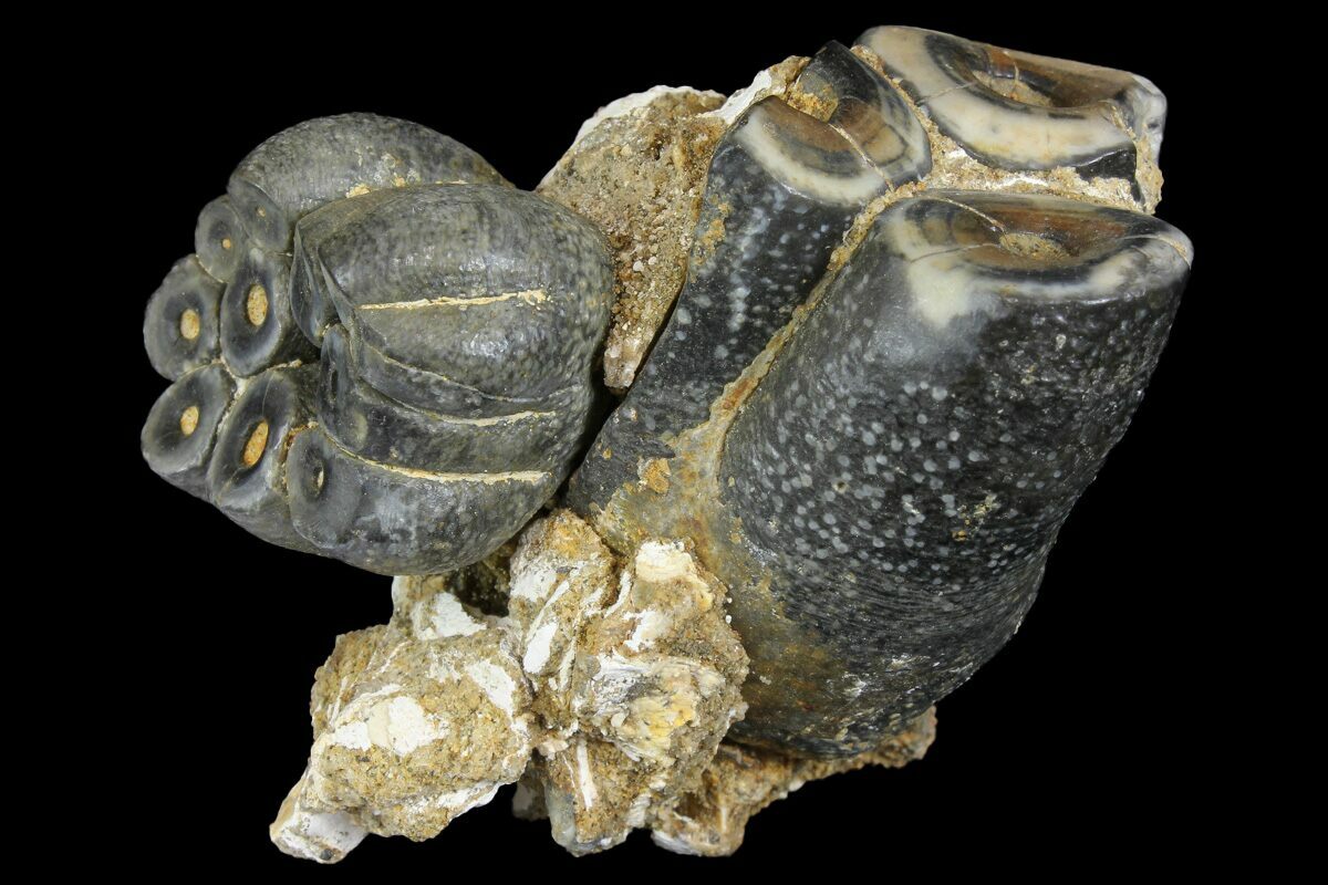 Desmostylus Fossils For Sale - FossilEra.com